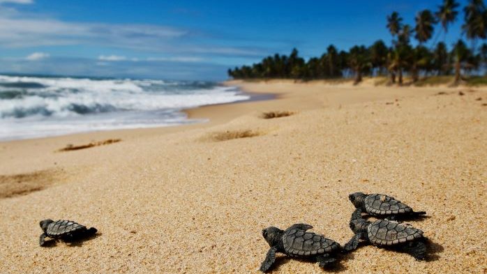 3 destinos dónde disfrutar de la liberación de tortugas - Blog Viva